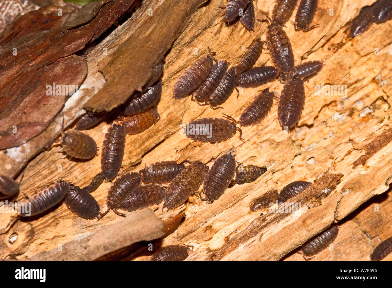 Common Rough Woodlice (Porcellio scaber) Lewisham, London, August Stock ...