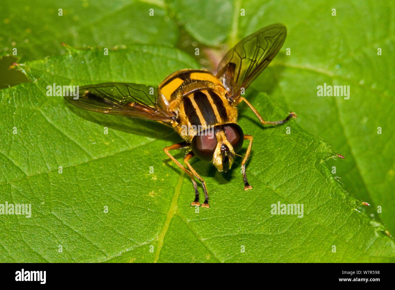 Helophilus pendulus uk hi-res stock photography and images - Alamy