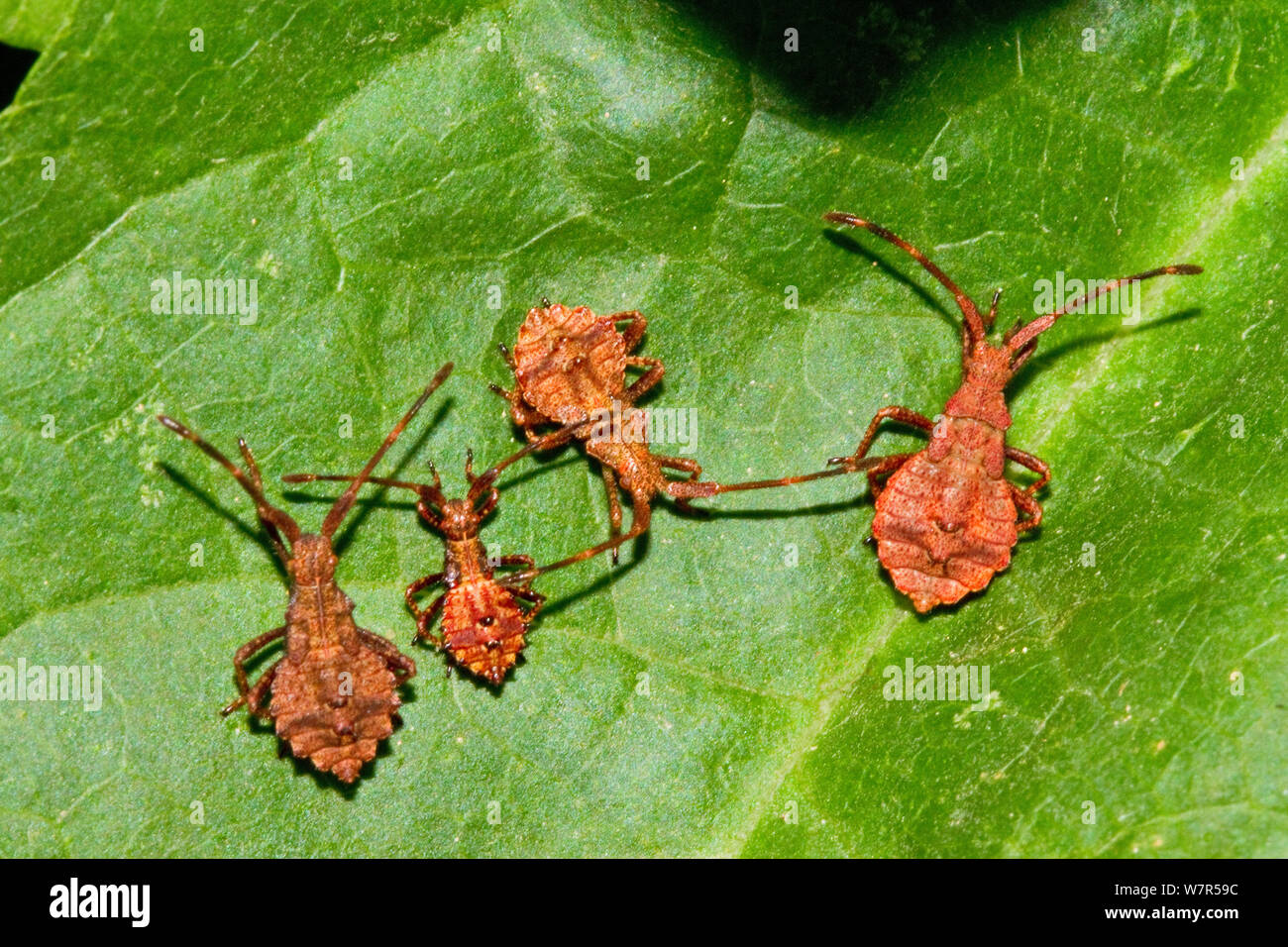 Young Dock Bugs (Coreus marginatus) Lewisham, London, August Stock ...
