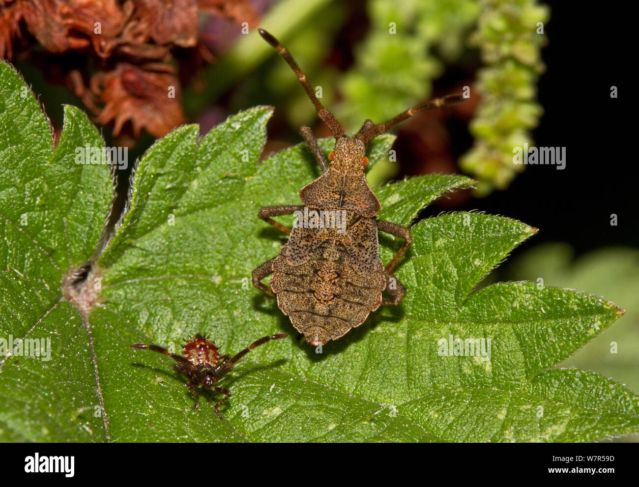 Dock Bugs (Coreus marginatus) adult and young Lewisham, London, August ...