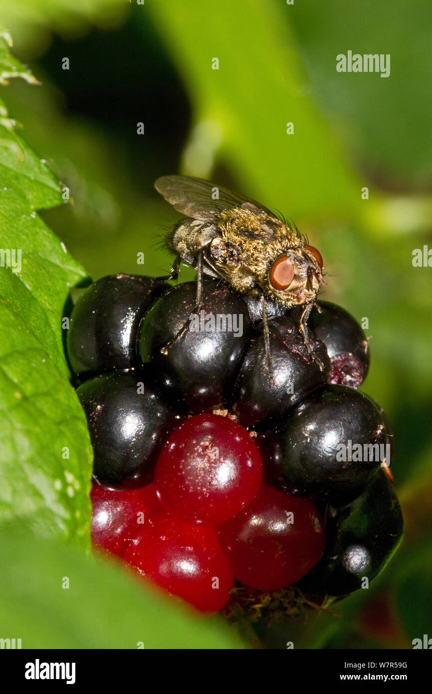 Cluster of insects hi-res stock photography and images - Alamy
