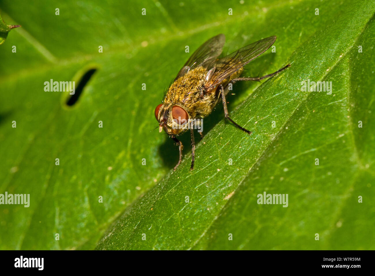 Cluster flies hi-res stock photography and images - Alamy