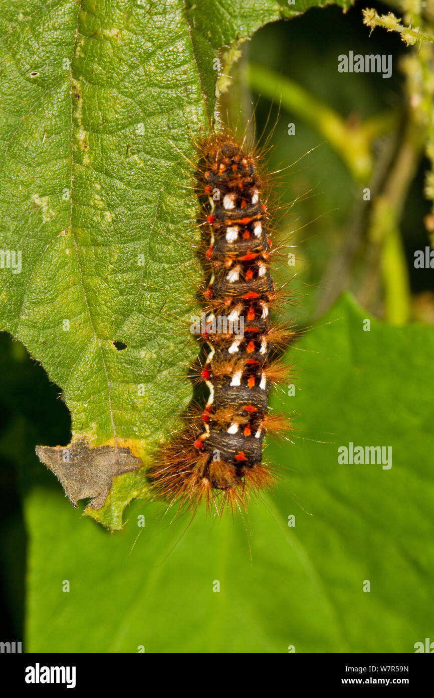 Knotgrass larva (Acronicta rumicis) Lewisham, London, August Stock ...