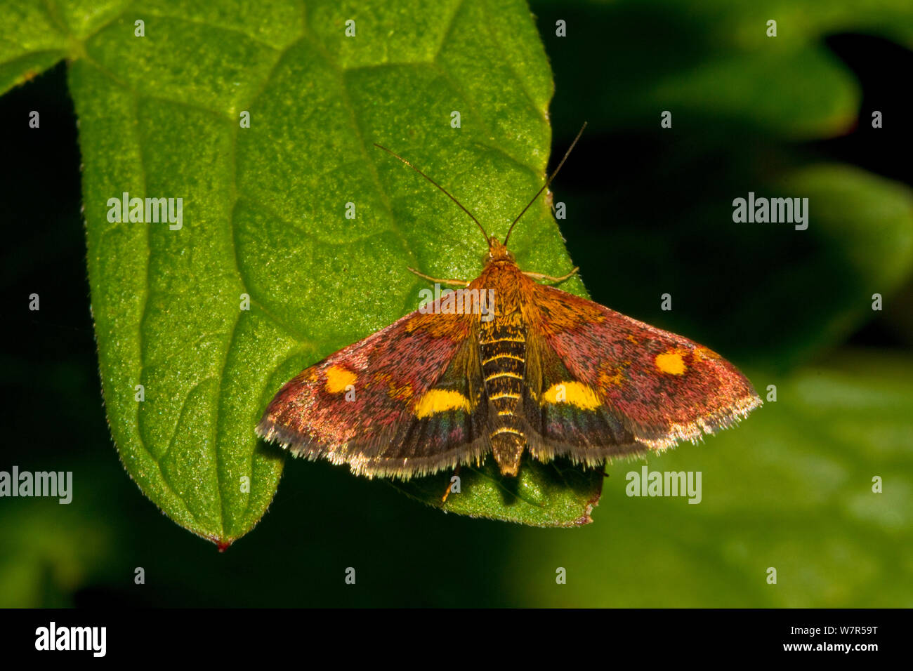 Mint Micro-moth (Pyrausta aurata) Lewisham, London, August Stock Photo ...