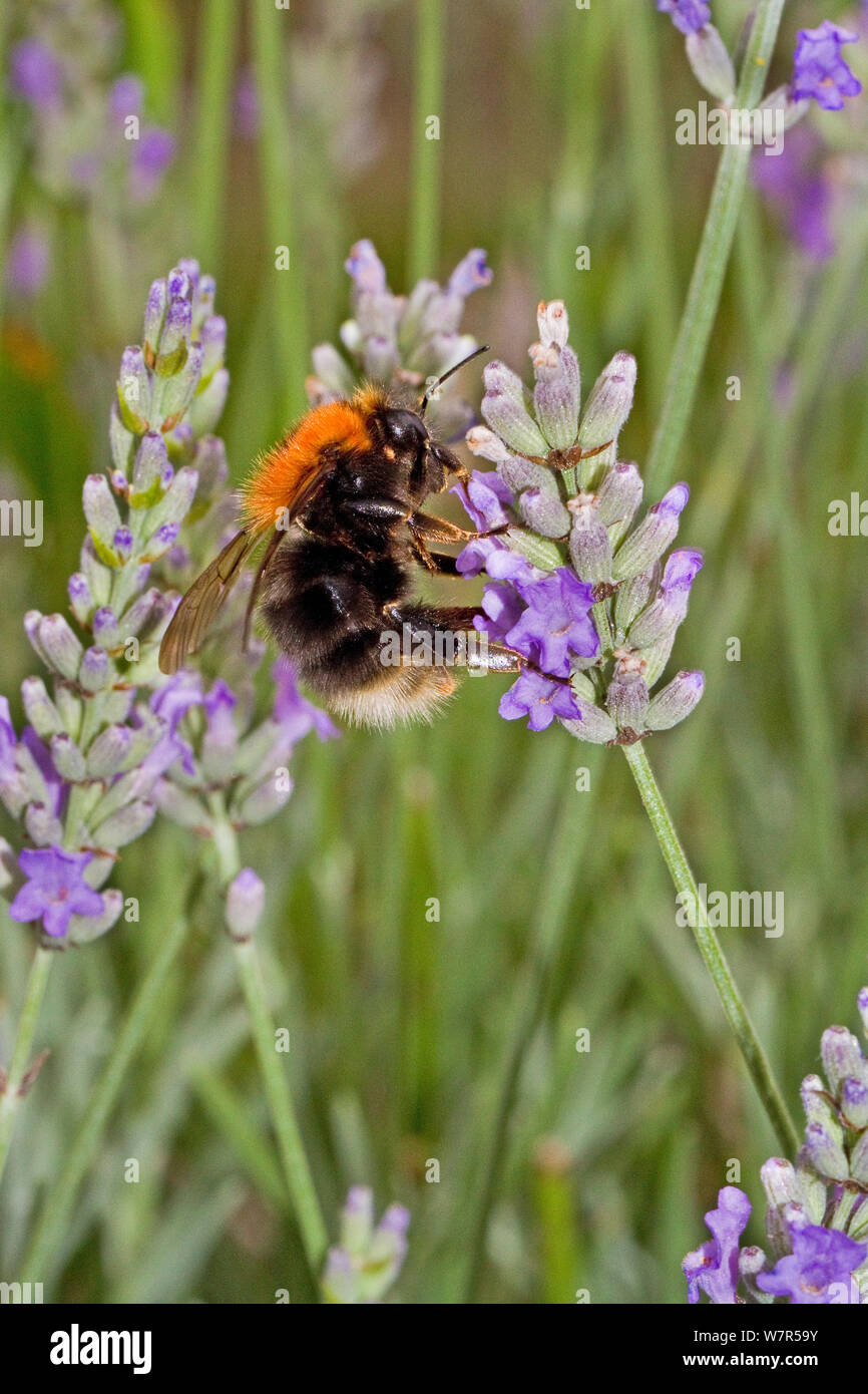 Bombus hypnorum hi-res stock photography and images - Alamy