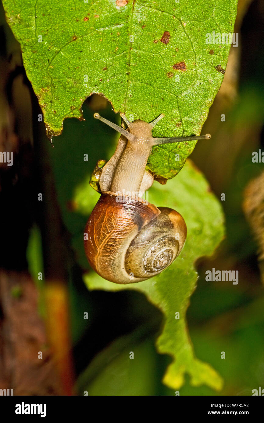 Snails uk hi-res stock photography and images - Alamy