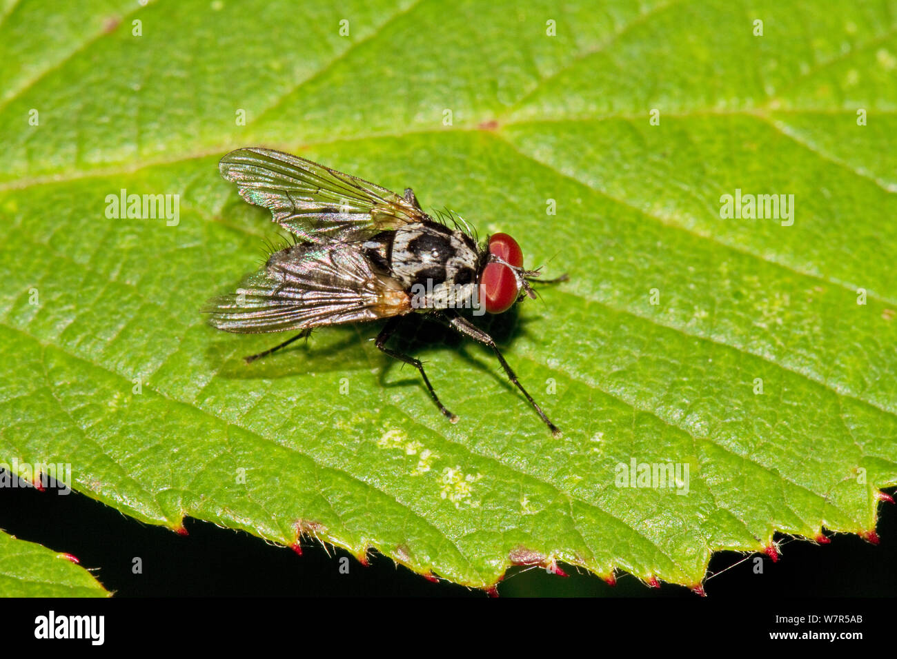 Anthomyiid flies hi-res stock photography and images - Alamy
