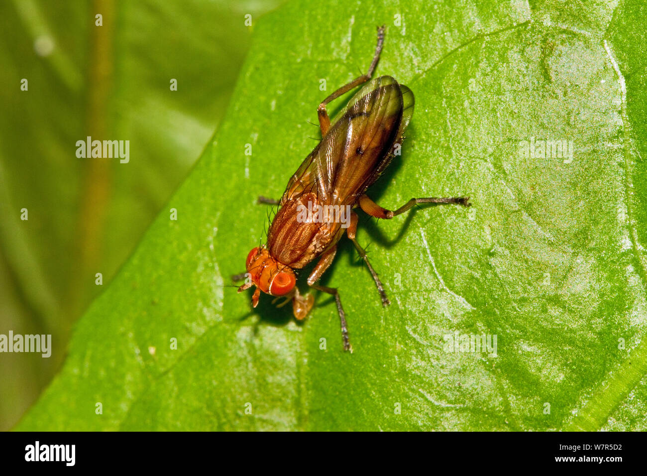 Diptera london hi-res stock photography and images - Alamy