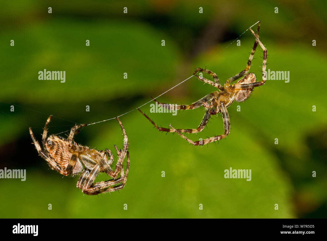 Garden Spiders (Araneus diadematus) male on the right is attempting to ...