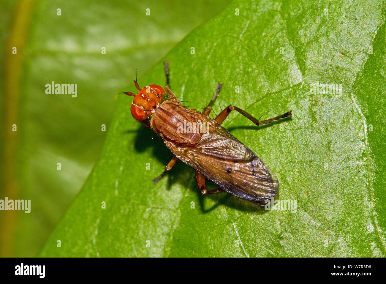 Snail-eating Fly (Sciomyzidae) Lewisham, London, August Stock Photo - Alamy