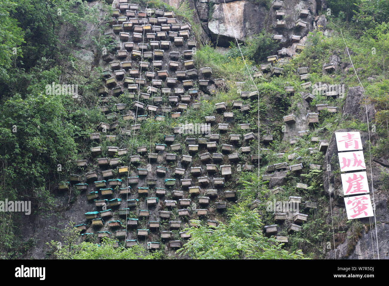 --FILE--Beehives to store honey gathered by honeybees from wild flowers ...
