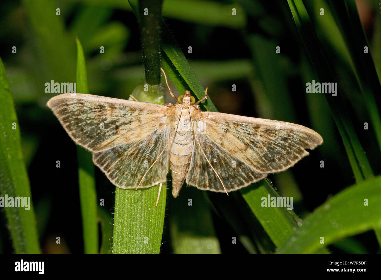 Mother-of-Pearl Moth (Pleuroptya ruralis) Lewisham, London, September ...