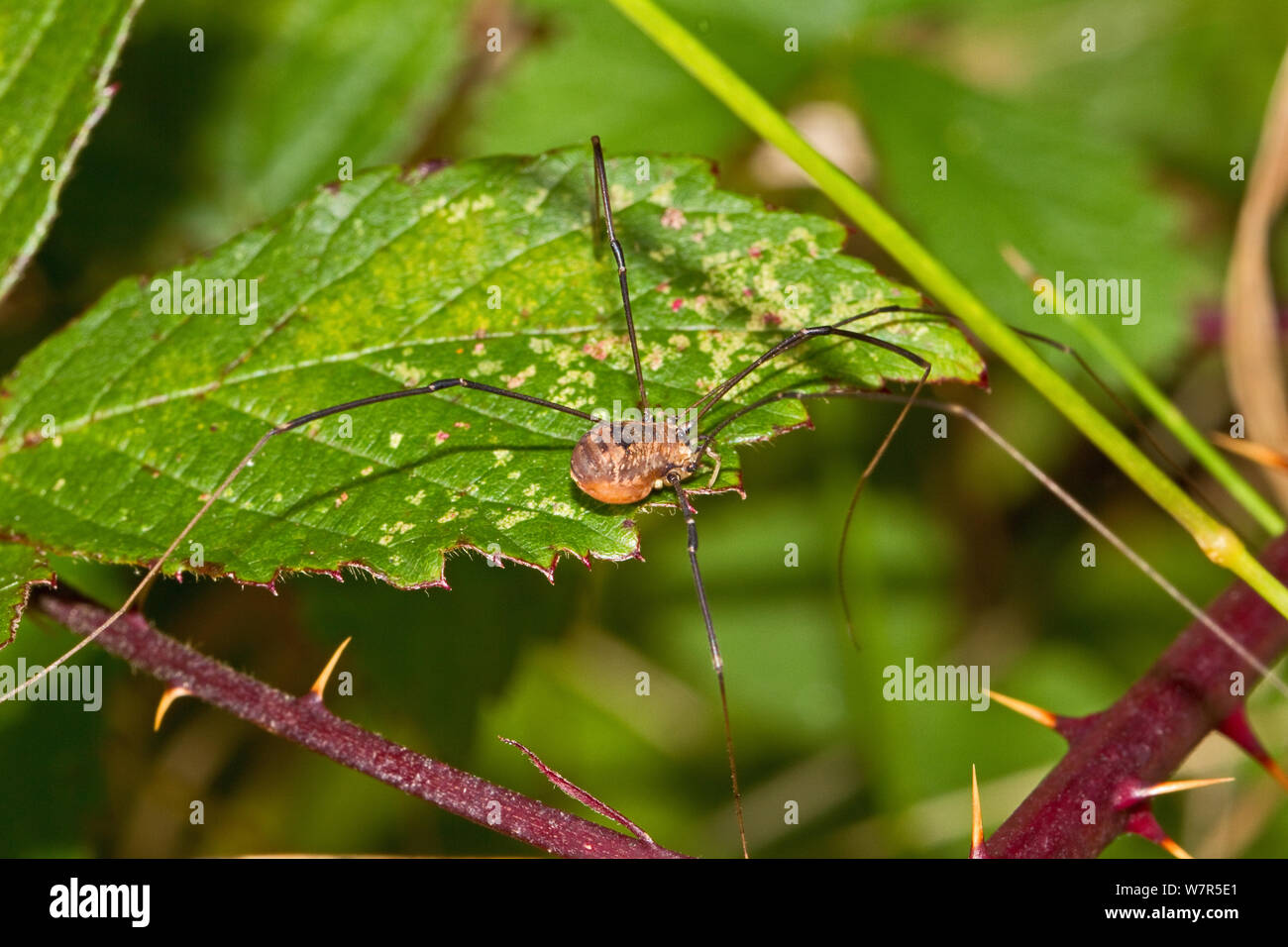 Common Harvestman High Resolution Stock Photography and Images - Alamy