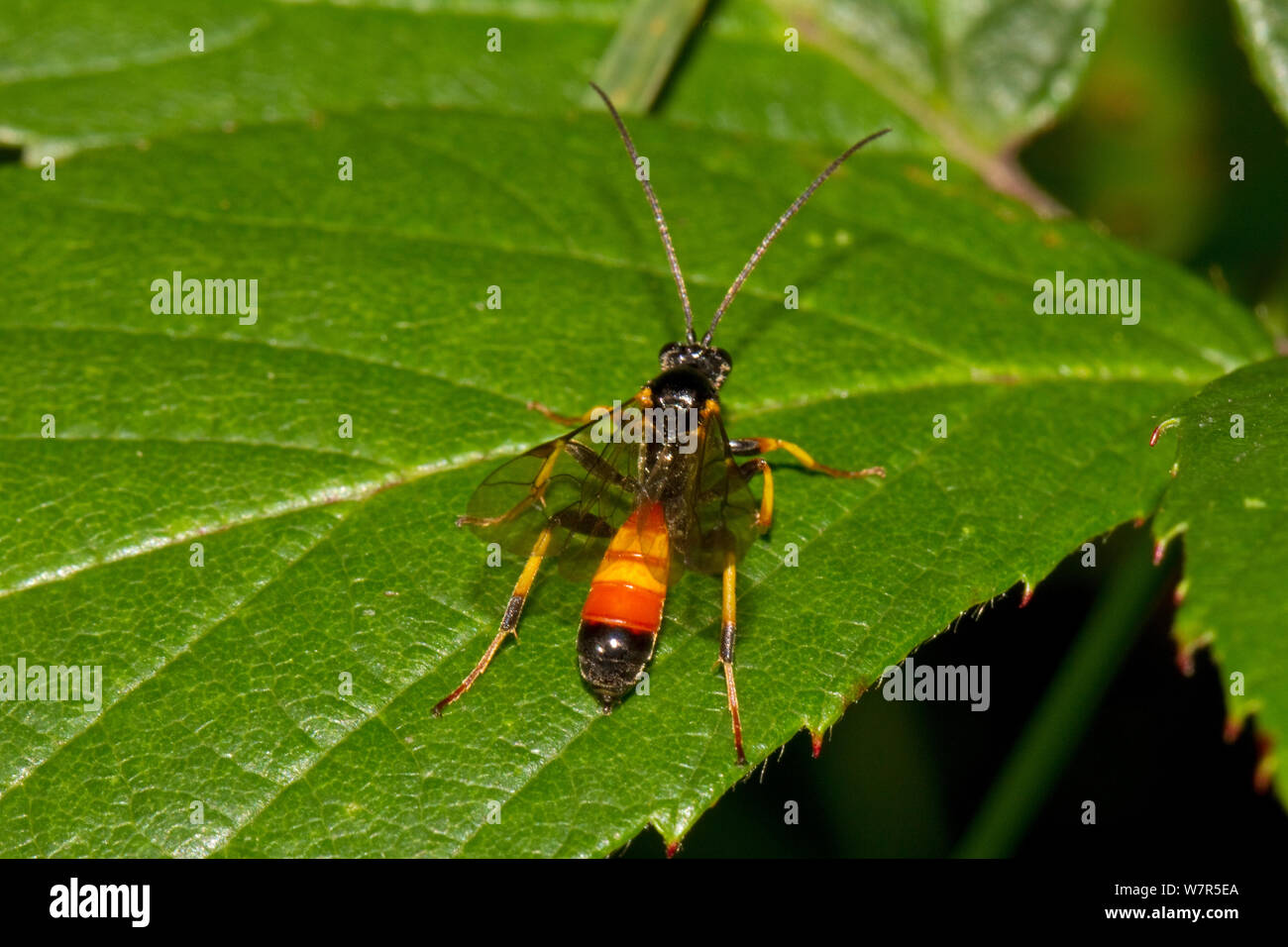 Ichneumon Wasp High Resolution Stock Photography and Images - Alamy