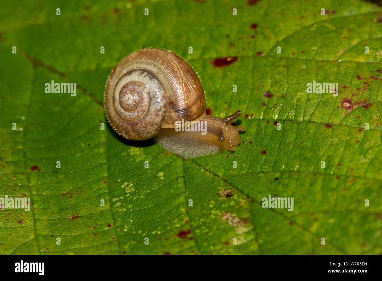 Young Strawberry Snail (Trichia striolata) Lewisham, London, October ...