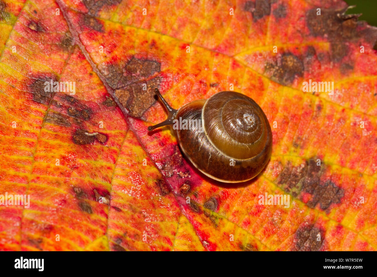Snails uk leaf hi-res stock photography and images - Alamy
