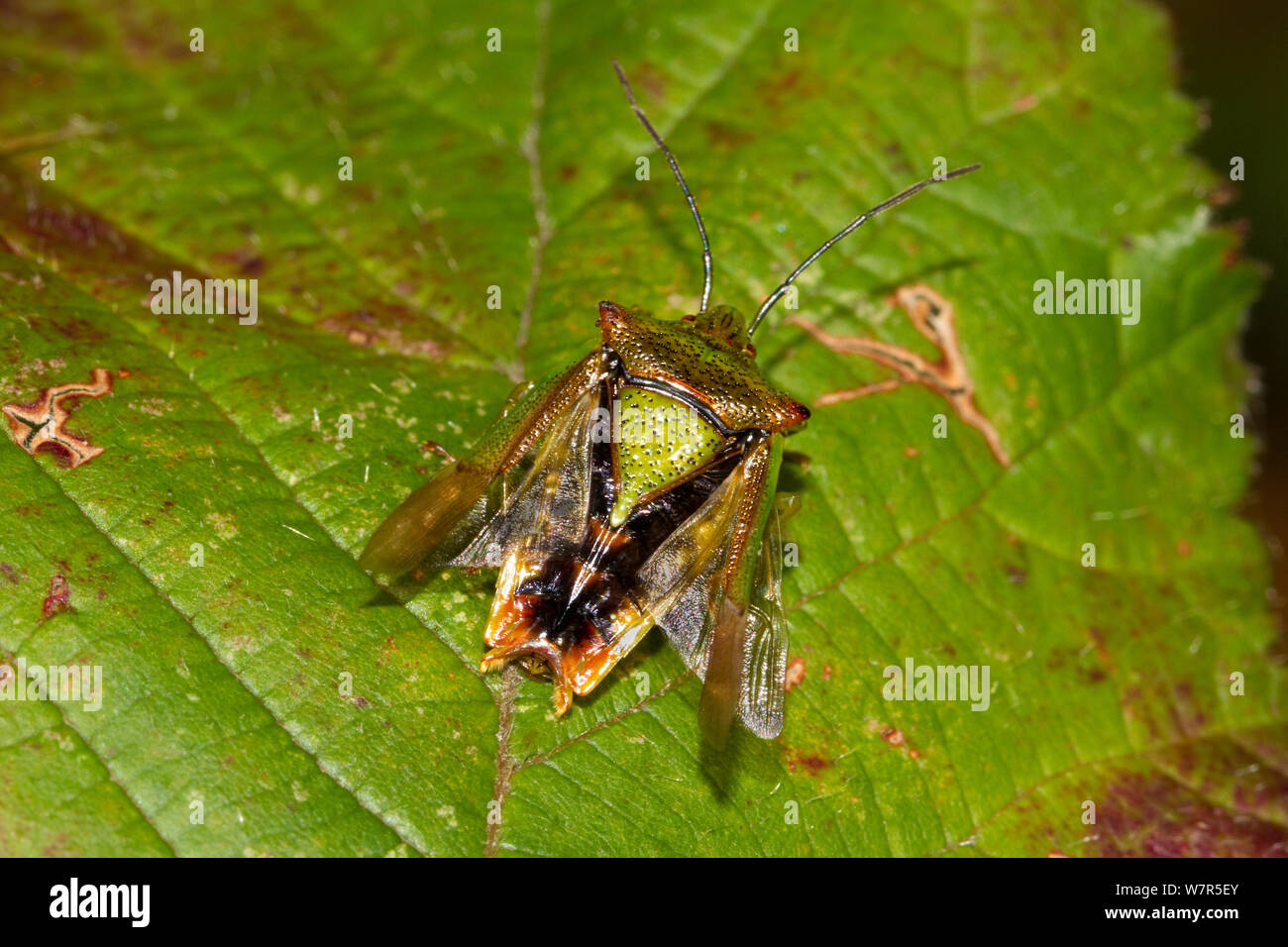Shieldbugs hi-res stock photography and images - Alamy