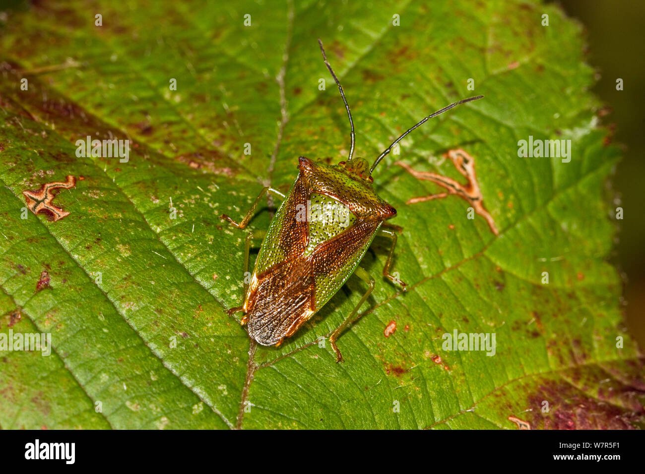 Hawthorn Shield Bug (Acanthosoma haemorrhoidale) Lewisham, London ...
