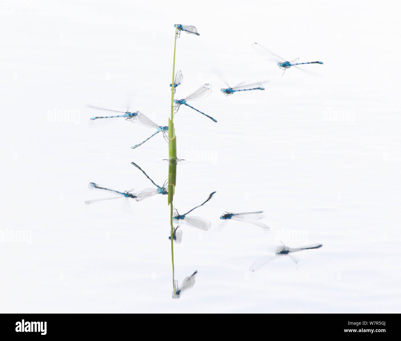 Common blue damselflies over water hi-res stock photography and images ...