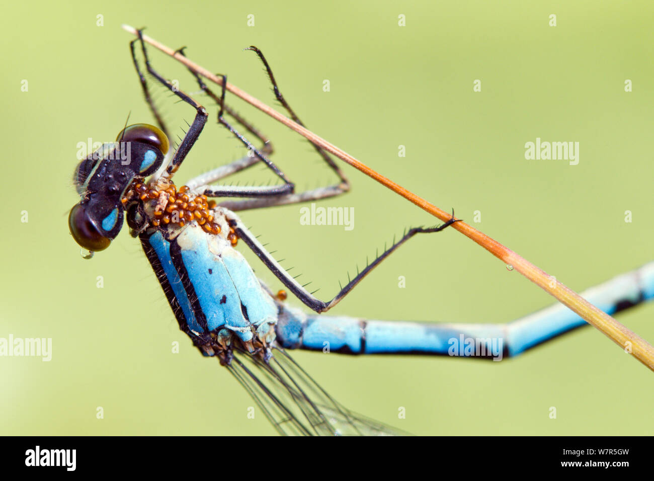 Water mite larvae (Arrenurus) a parasite on a Common blue damselfly ...