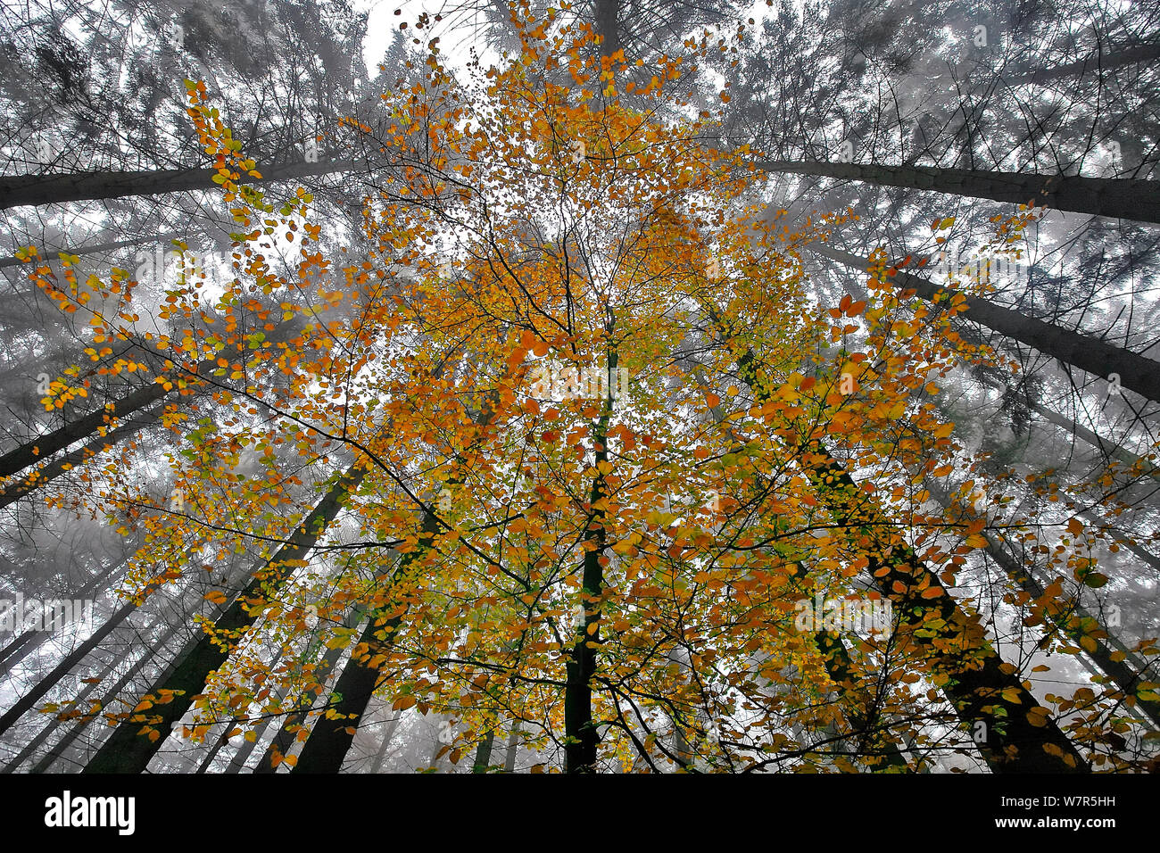 Young Beech trees (Fagus sp) with autumn leaves in a coniferous forest ...