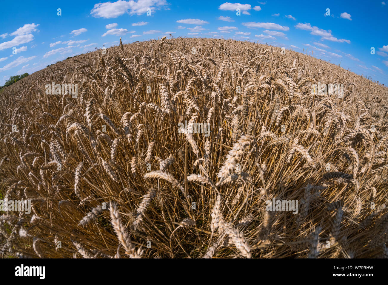 curvy look at wheat Stock Photo - Alamy