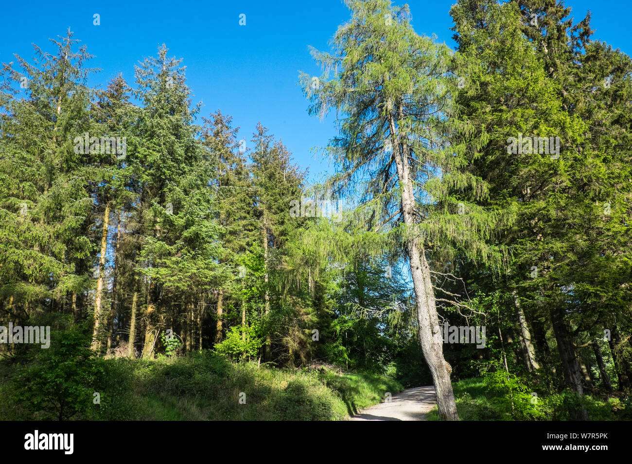 Cycling,and,mountain,biking,trails,at,Grizedale,Forest,The Lakes,Lake ...