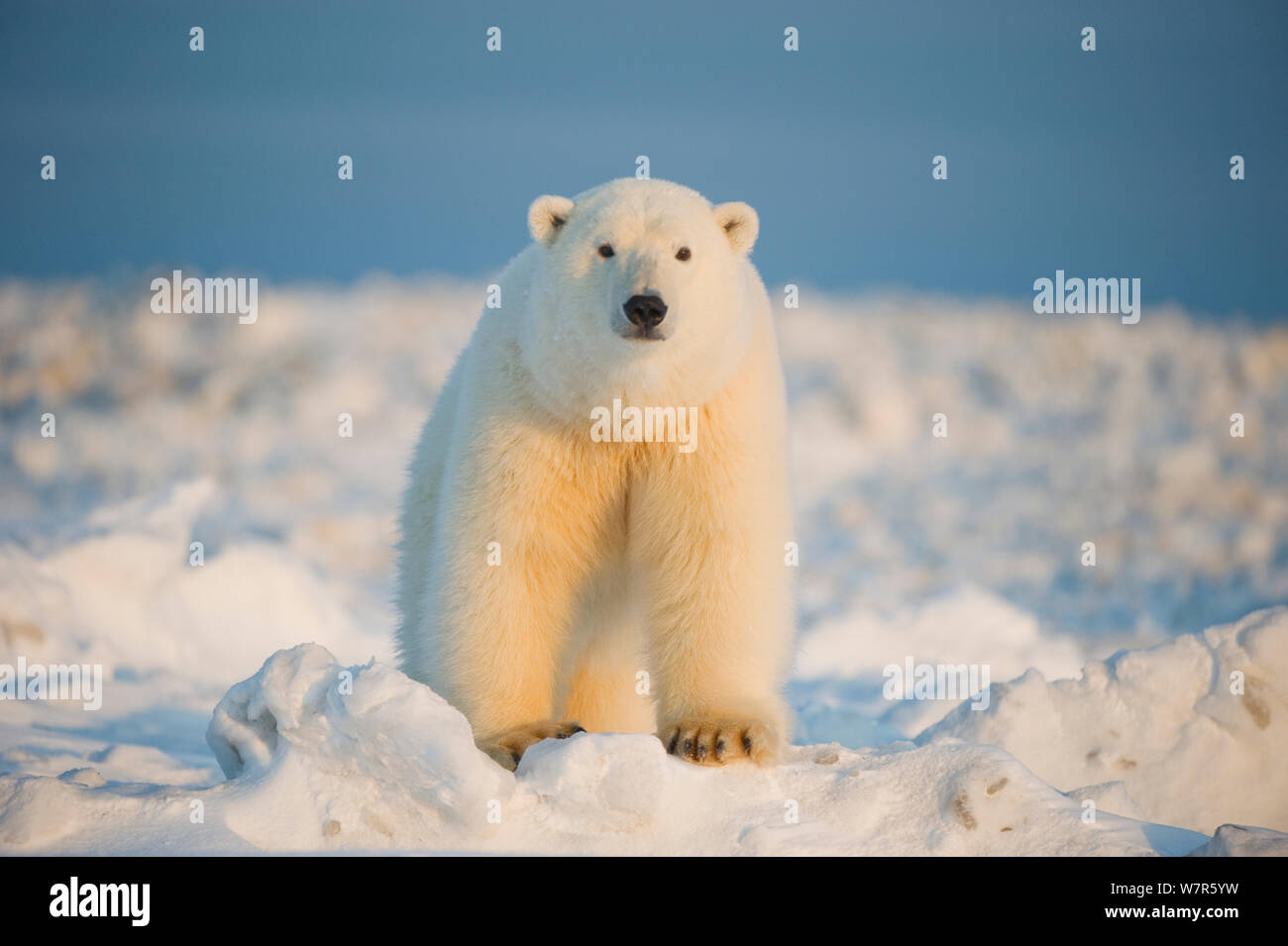 Polar bear (Ursus maritimus) curious young boar on the newly frozen ...