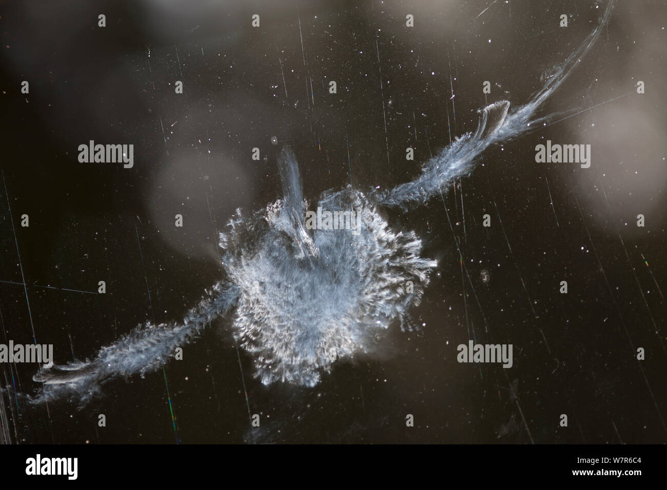 Dust from feathers of a bird remained stuck on a window, following the ...