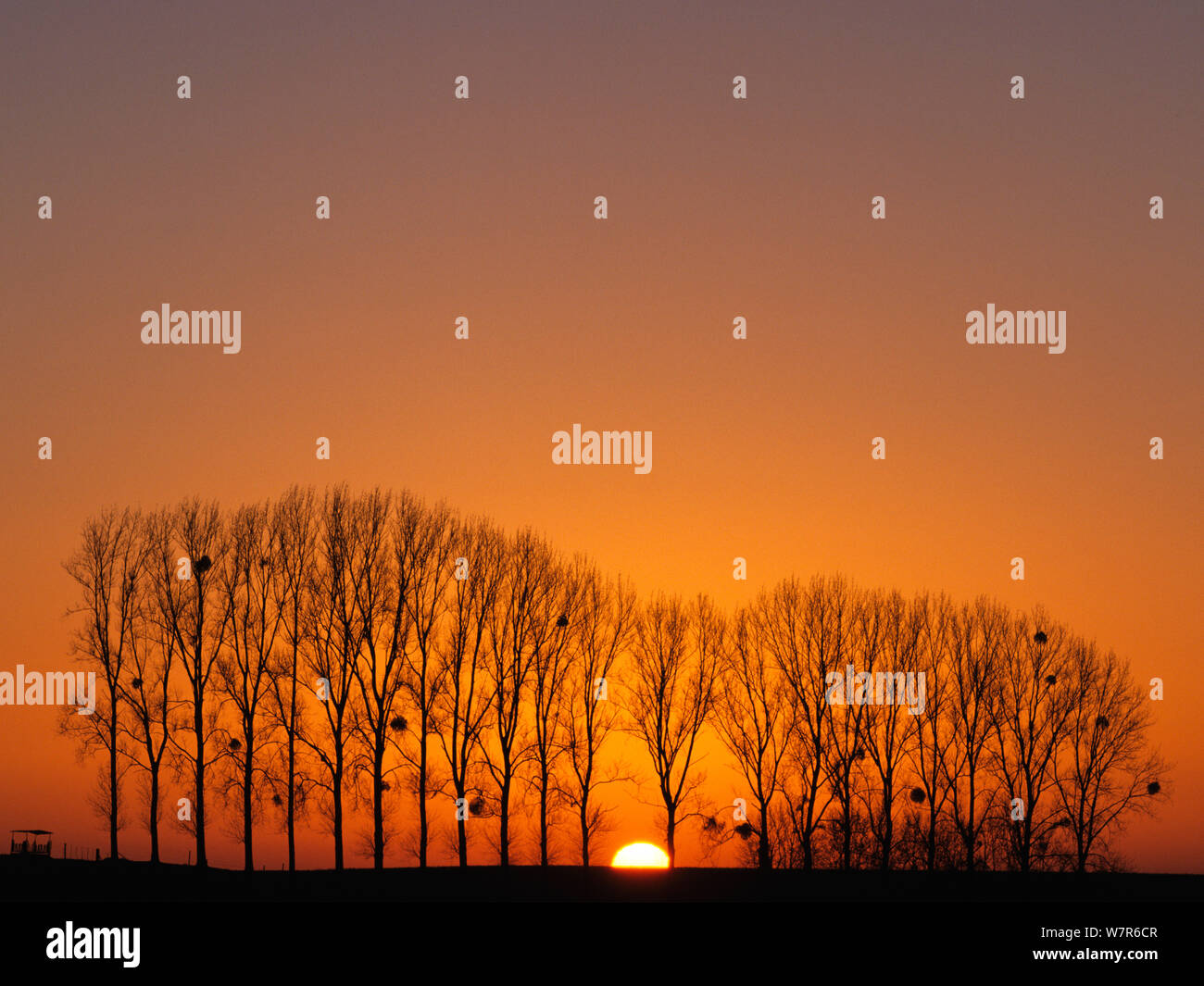 Poplar trees and france hi-res stock photography and images - Alamy