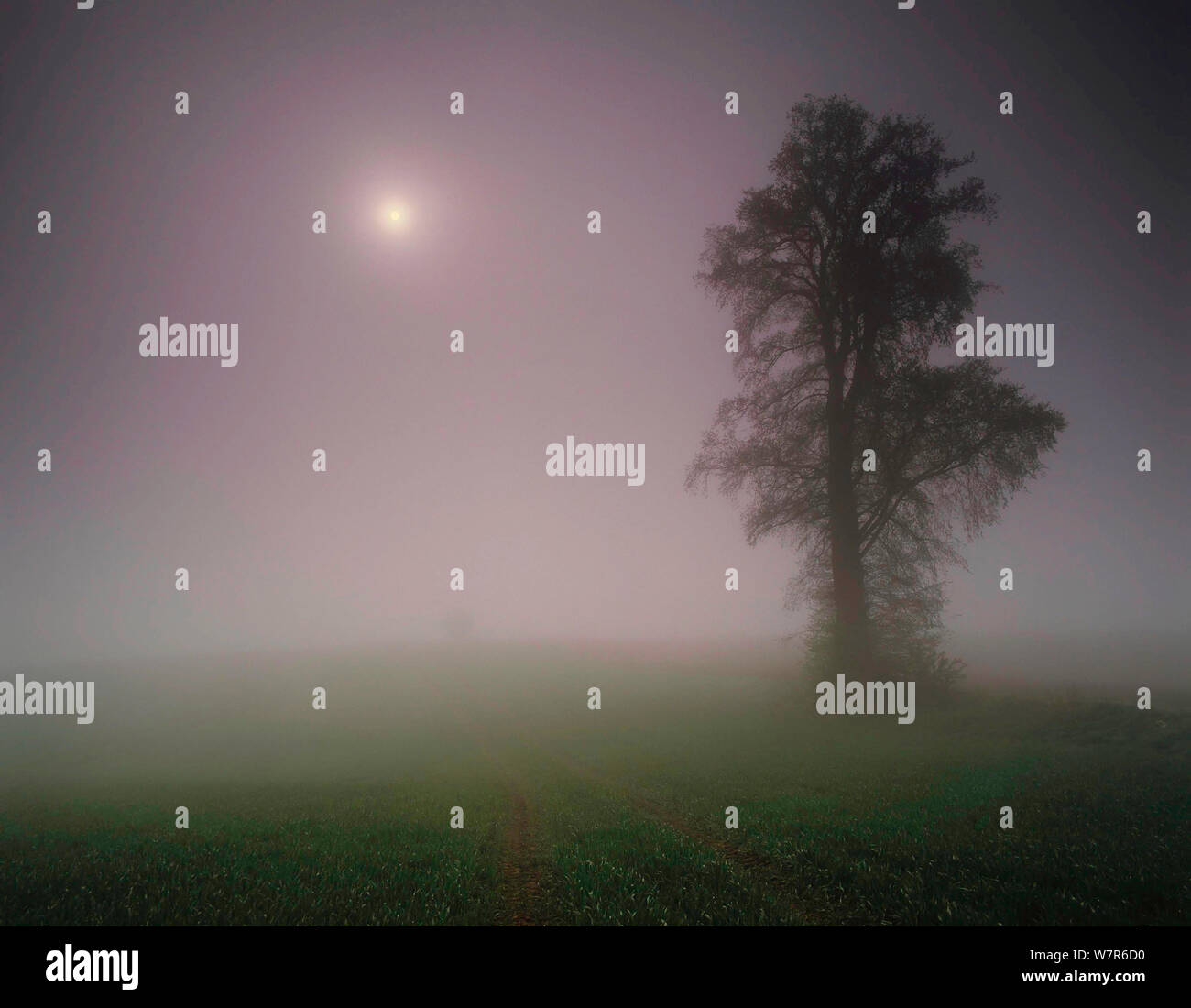 Ulmus sp hi-res stock photography and images - Alamy