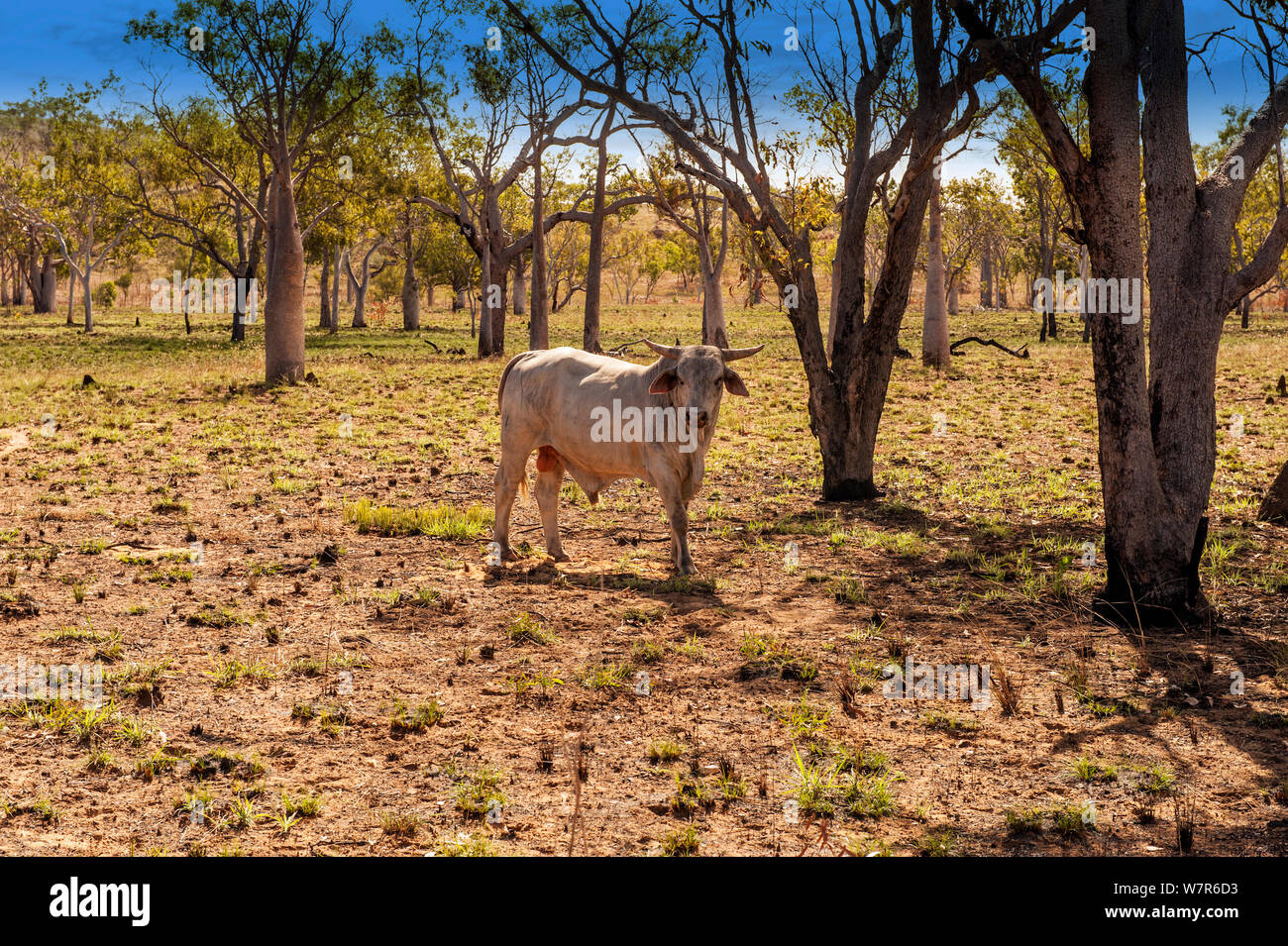 Brahman bull in outback, Kimberley station, Old Halls Creek Track ...