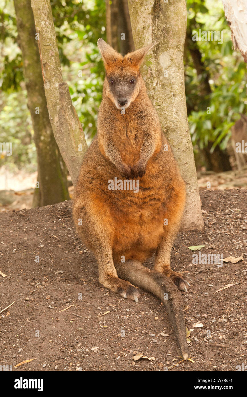 Swamp Wallaby Wallabia Bicolor Wildlife Habitat Port Douglas
