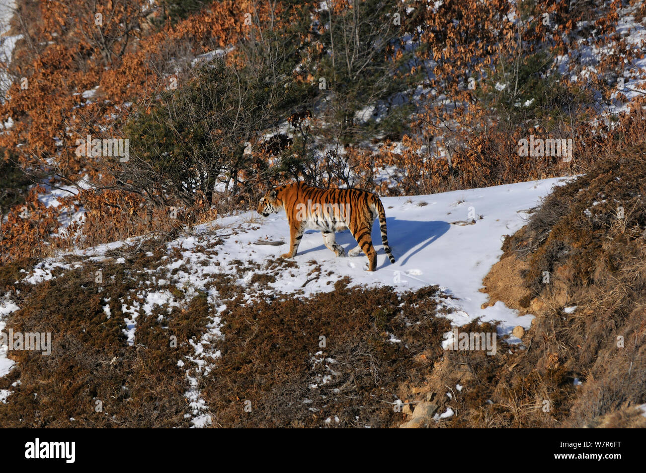 East russia siberian tiger habitat hi-res stock photography and images ...