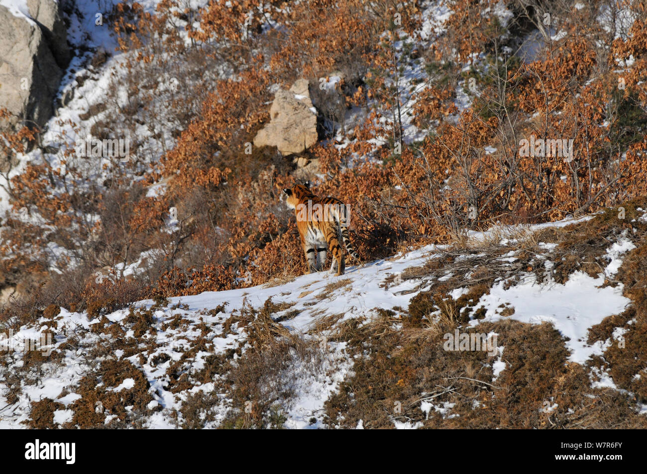 East russia siberian tiger habitat hi-res stock photography and images ...