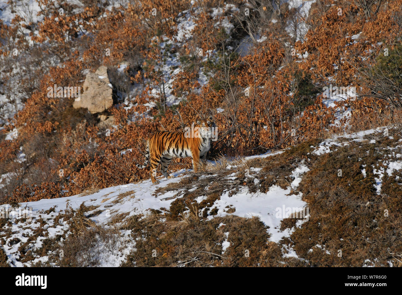 East russia siberian tiger habitat hi-res stock photography and images ...