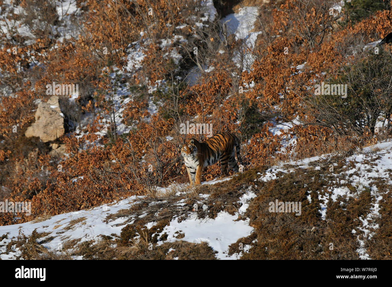 East russia siberian tiger habitat hi-res stock photography and images ...
