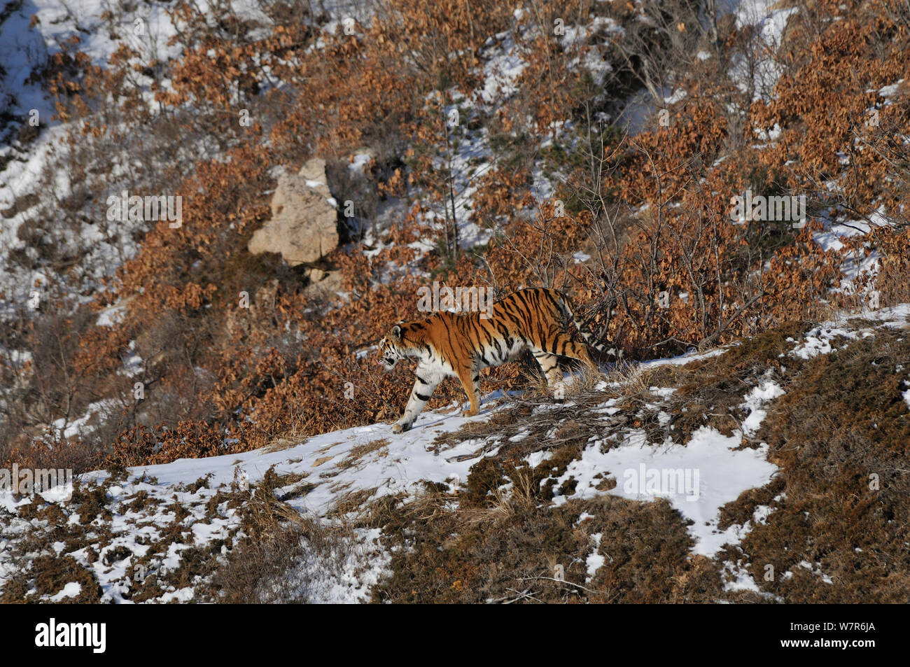 East russia siberian tiger habitat hi-res stock photography and images ...