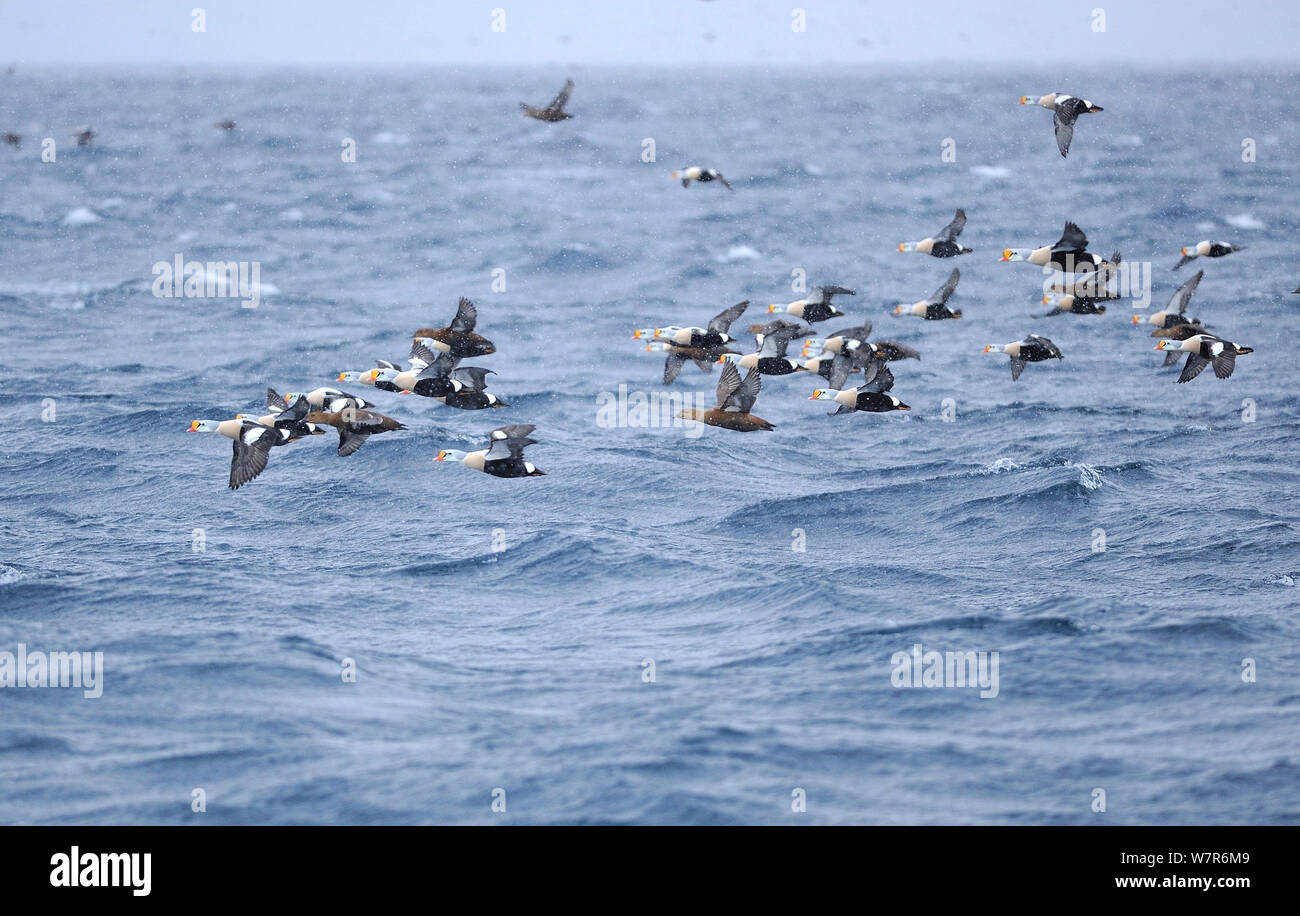 King eider flight hi-res stock photography and images - Alamy