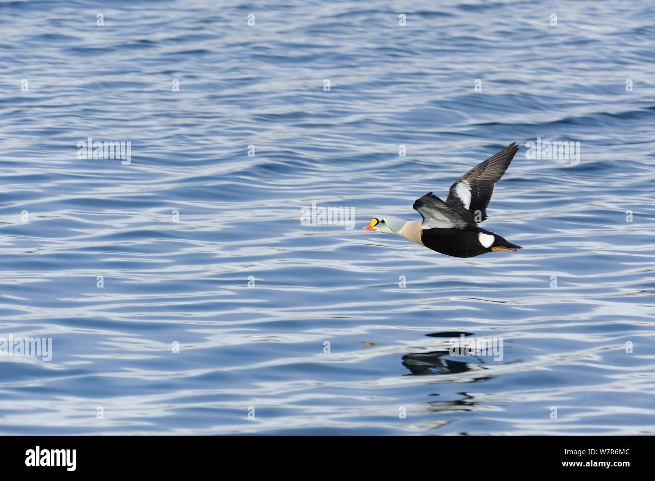 King eider flight hi-res stock photography and images - Alamy