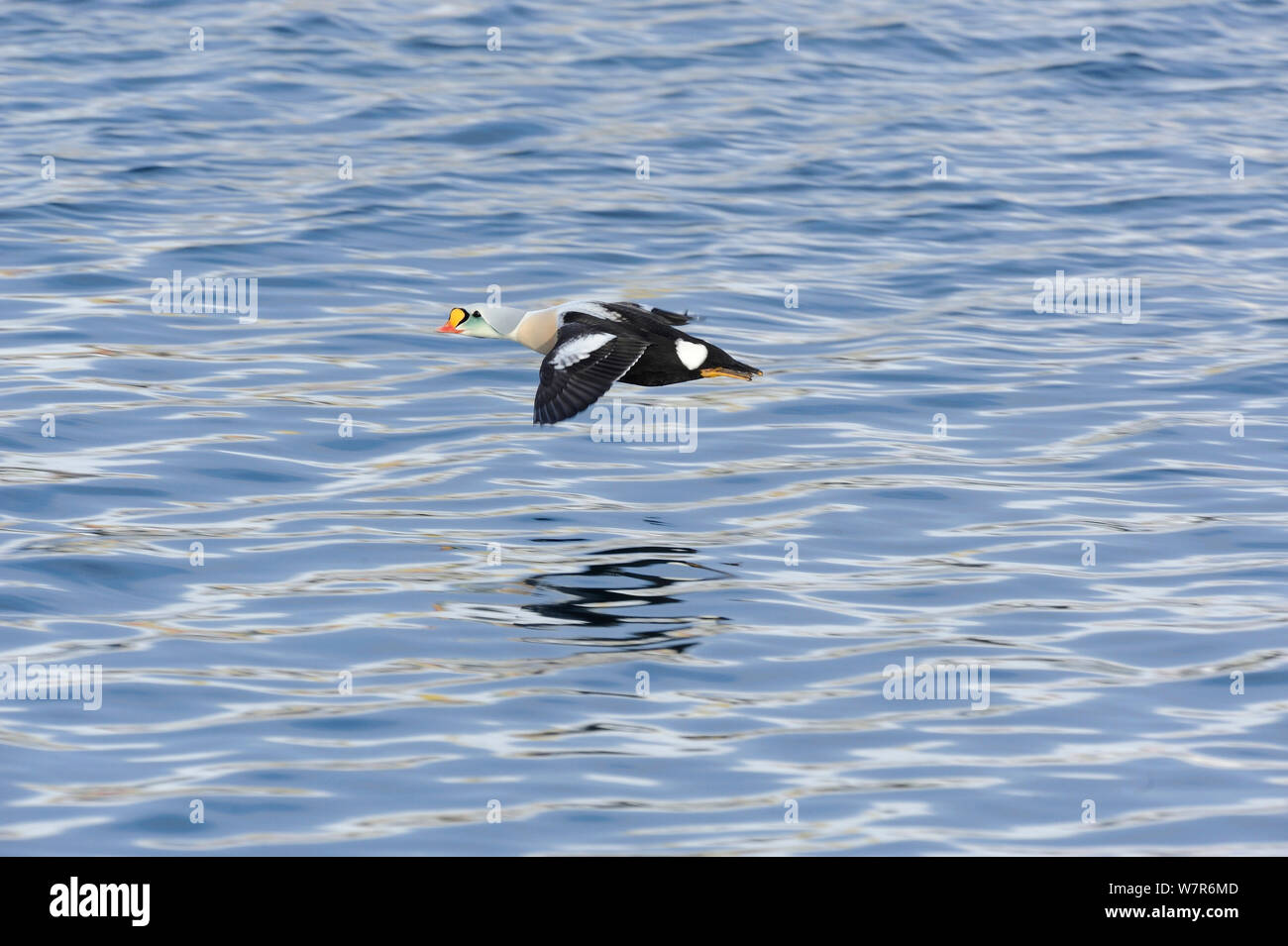 King eider flight hi-res stock photography and images - Alamy