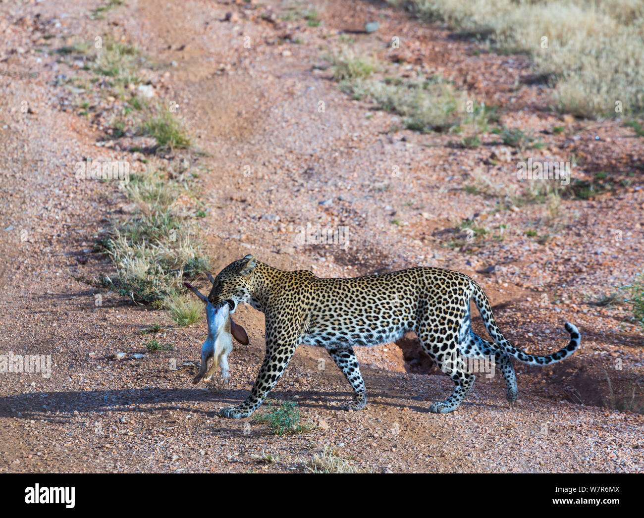 Leopard (Panthera pardus) carrying bush hare prey, Samburu National ...