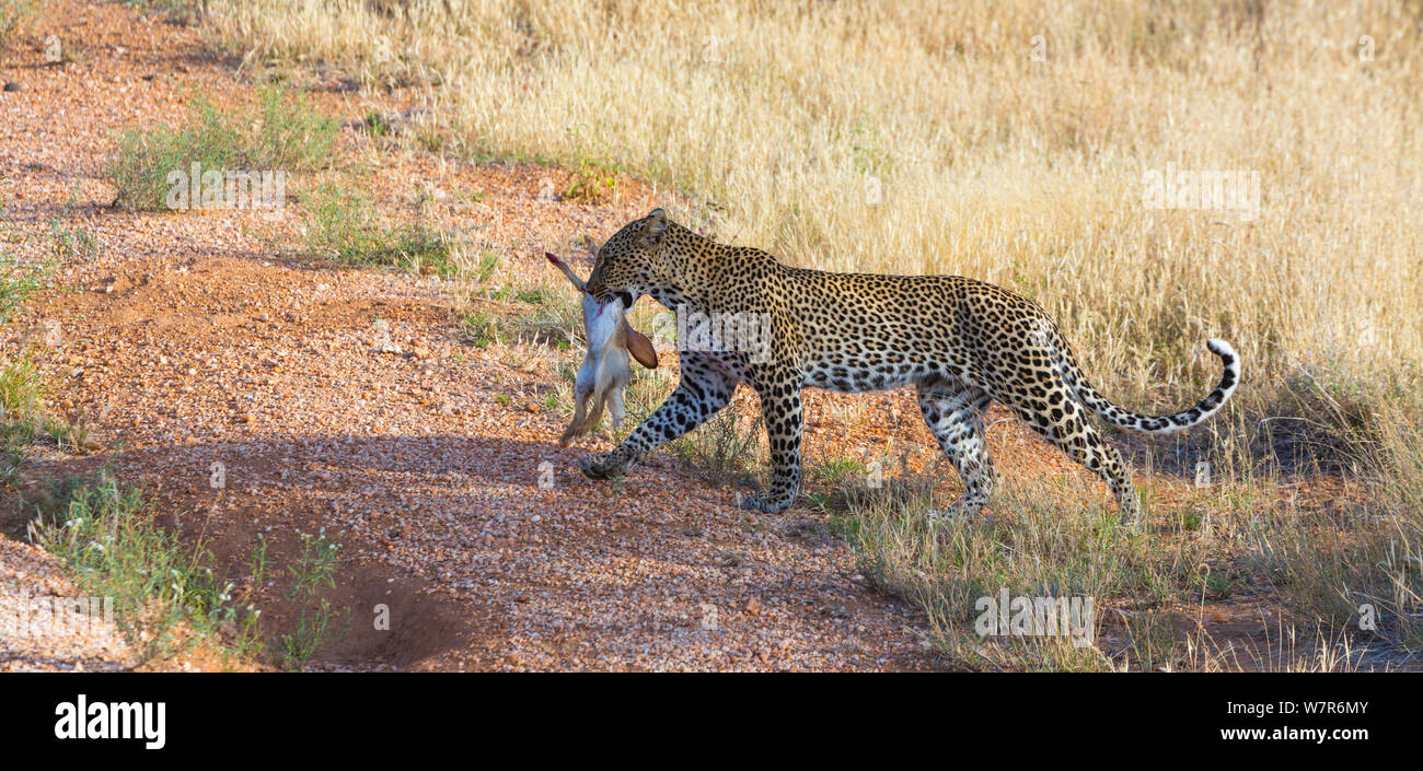 Leopard (Panthera pardus) carrying bush hare prey, Samburu National ...
