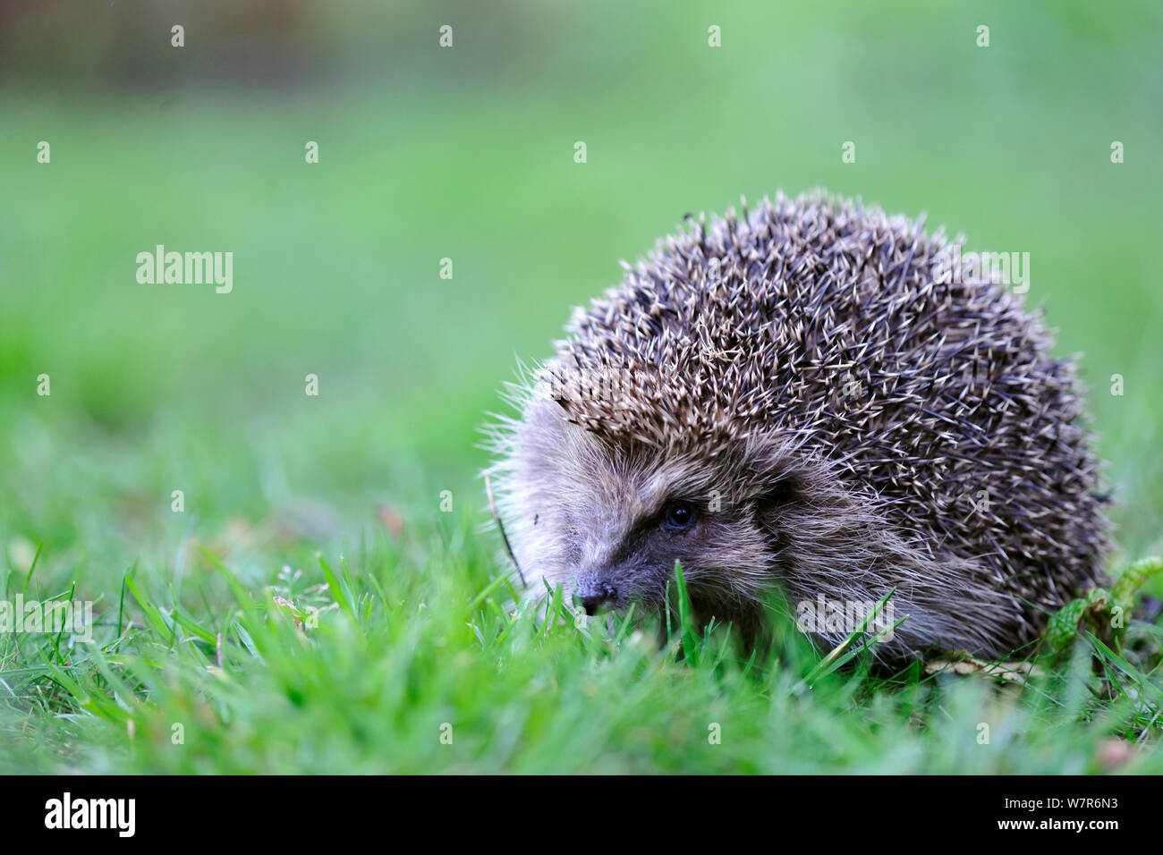 Hedgehog (Erinaceus europaeus) in a garden, Devon, England, UK, April ...