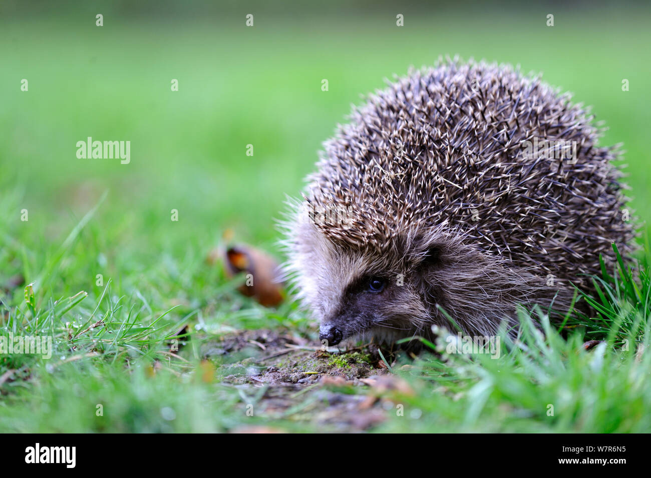 Hedgehog (Erinaceus europaeus) in a garden, Devon, England, UK, April ...