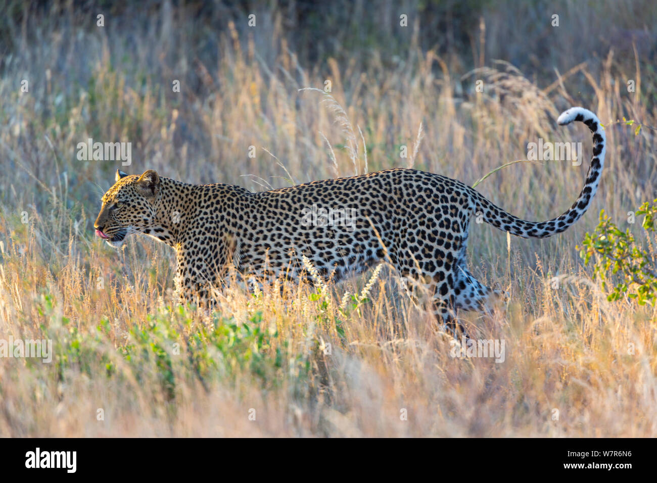 Leopard Profile High Resolution Stock Photography and Images - Alamy