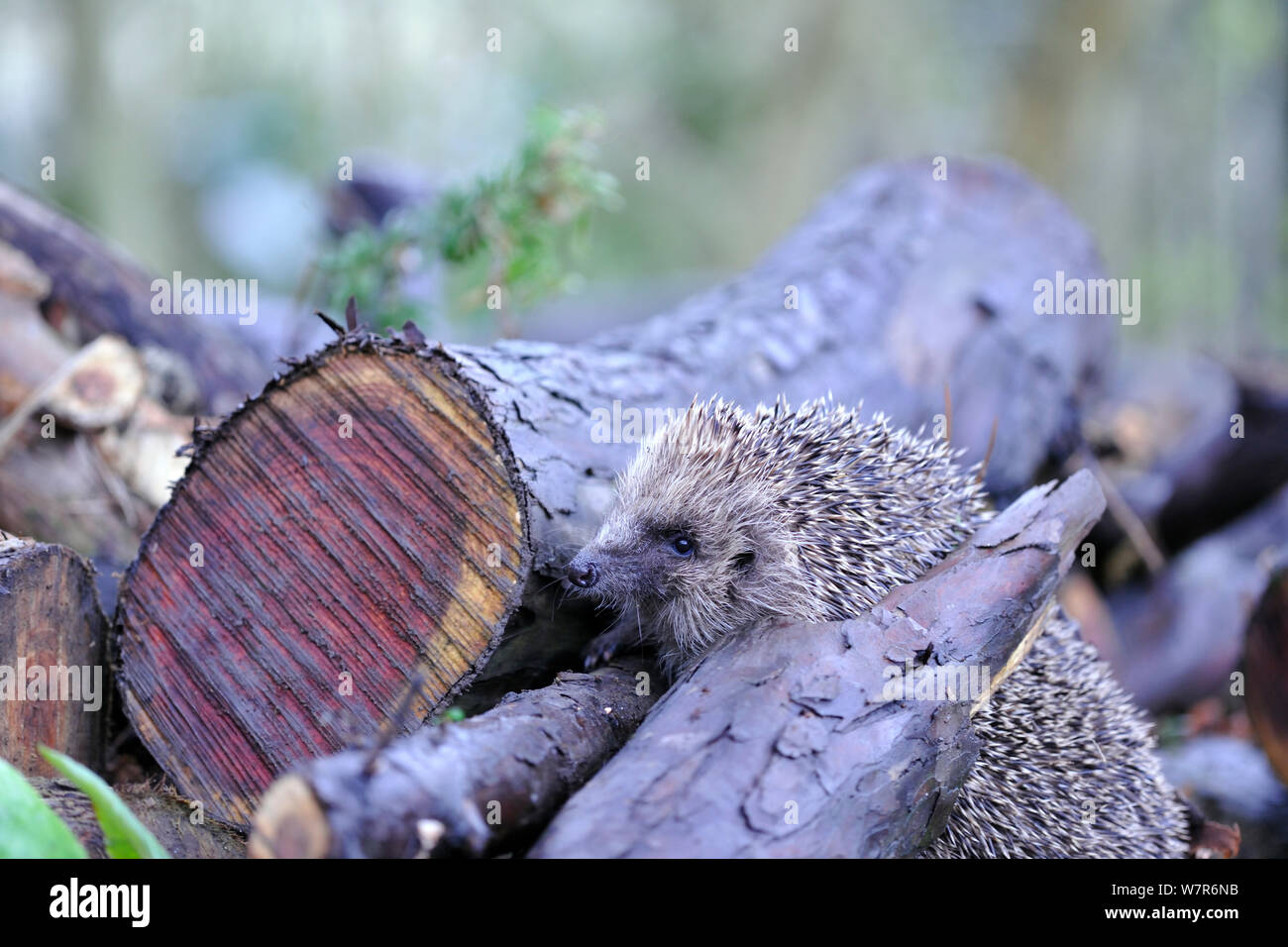 Garden log pile hedgehog hi-res stock photography and images - Alamy