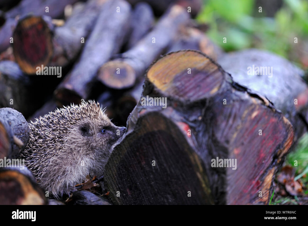 Hedgehog (Erinaceus europaeus) climbing on a log pile in a garden ...