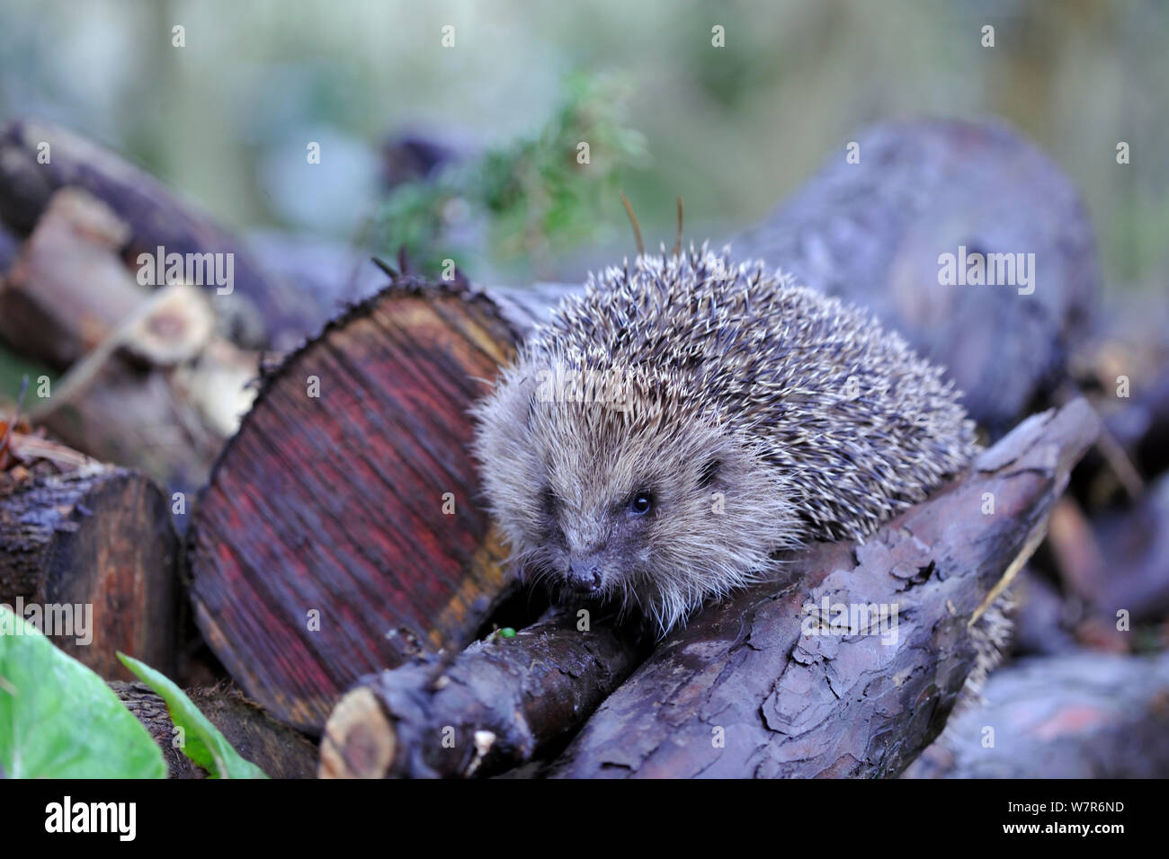 Hedgehog log pile hi-res stock photography and images - Alamy