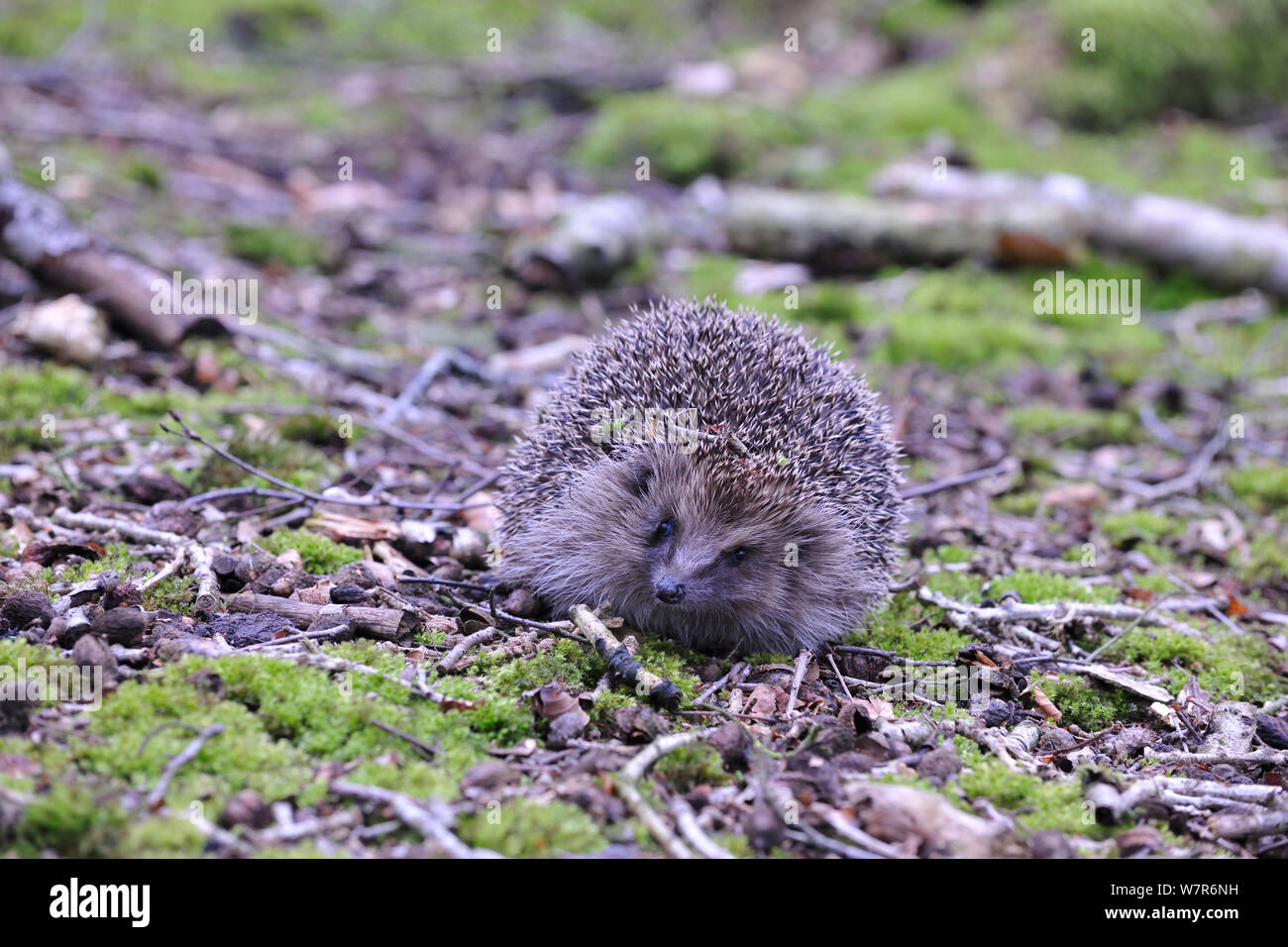 Hedgehog (Erinaceus europaeus) in woodland, Devon, England, UK, April ...